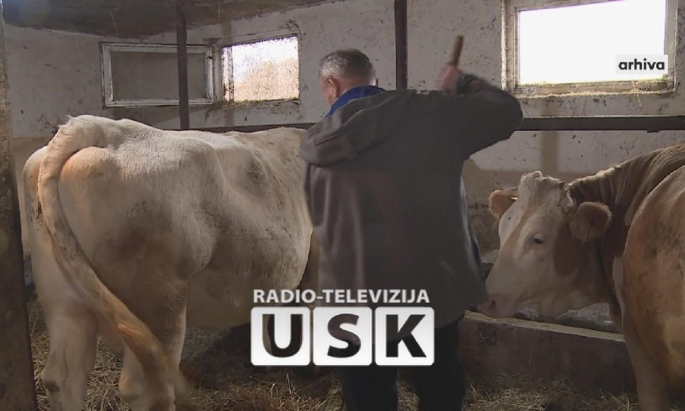 VIDEO Senada i Mujo Harbaš iz Mutnika kod Cazina bave se poljoprivredom ...